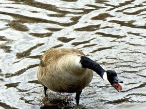 Can Geese Attack You (or Even Kill You)?
