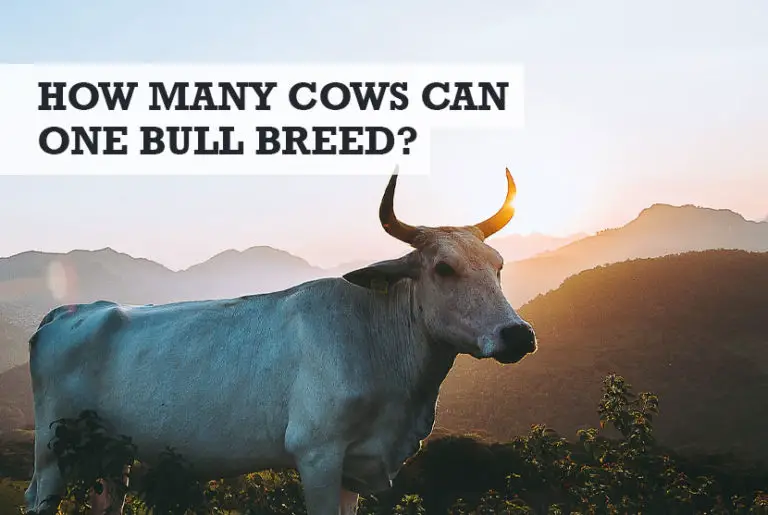How Many Cows Can One Bull Breed or Service (Day, Month, Year)
