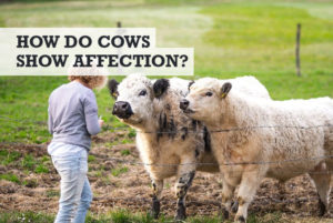 How Do Cows Show Affection to Humans? (6 Ways of Emotion)