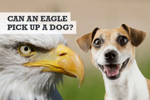 Can an Eagle Pick Up a Dog (Weights & Breeds Analyzed)