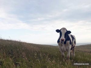 How Do Cows Show Affection to Humans? (6 Ways of Emotion)